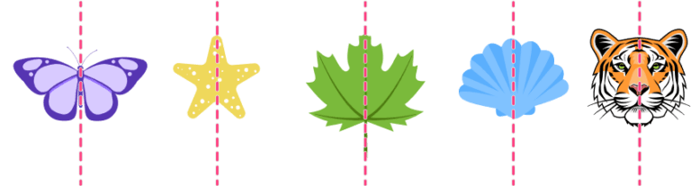 Lines of Symmetry - Math Steps, Examples & Questions